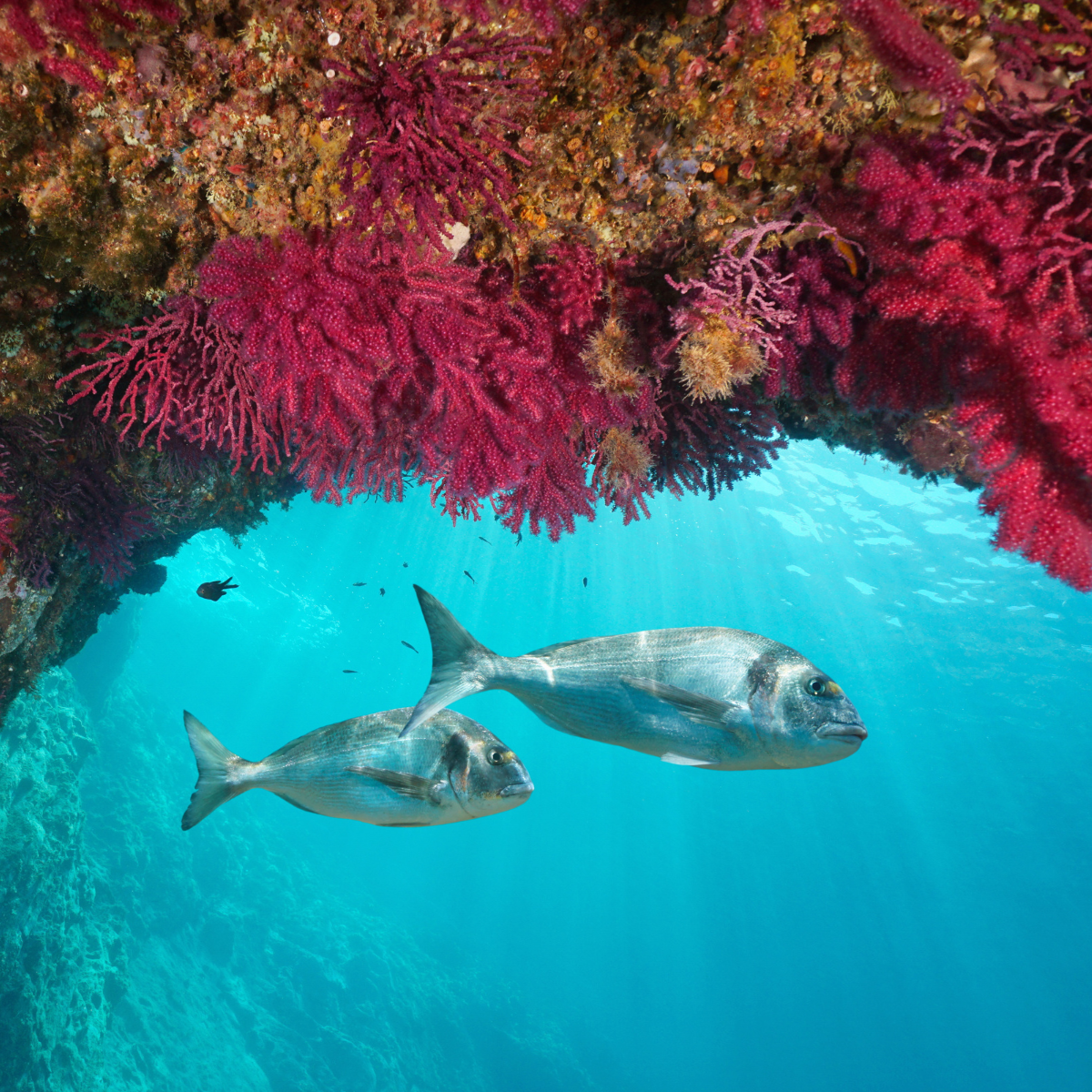European Commission: "🌍 Biodiversity is the foundation of our life, hea ...
